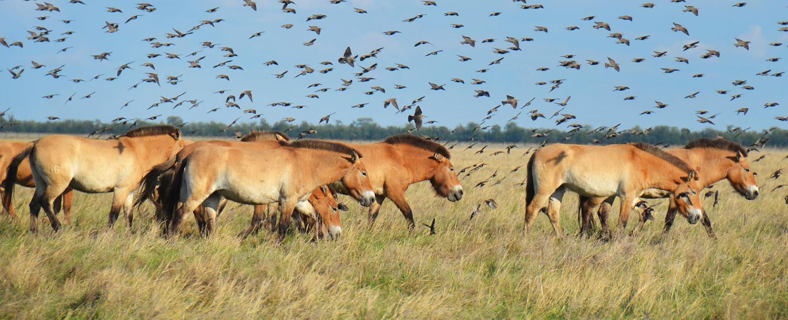 У заповіднику “Асканія-Нова” тварини страждають від звуків російської ...